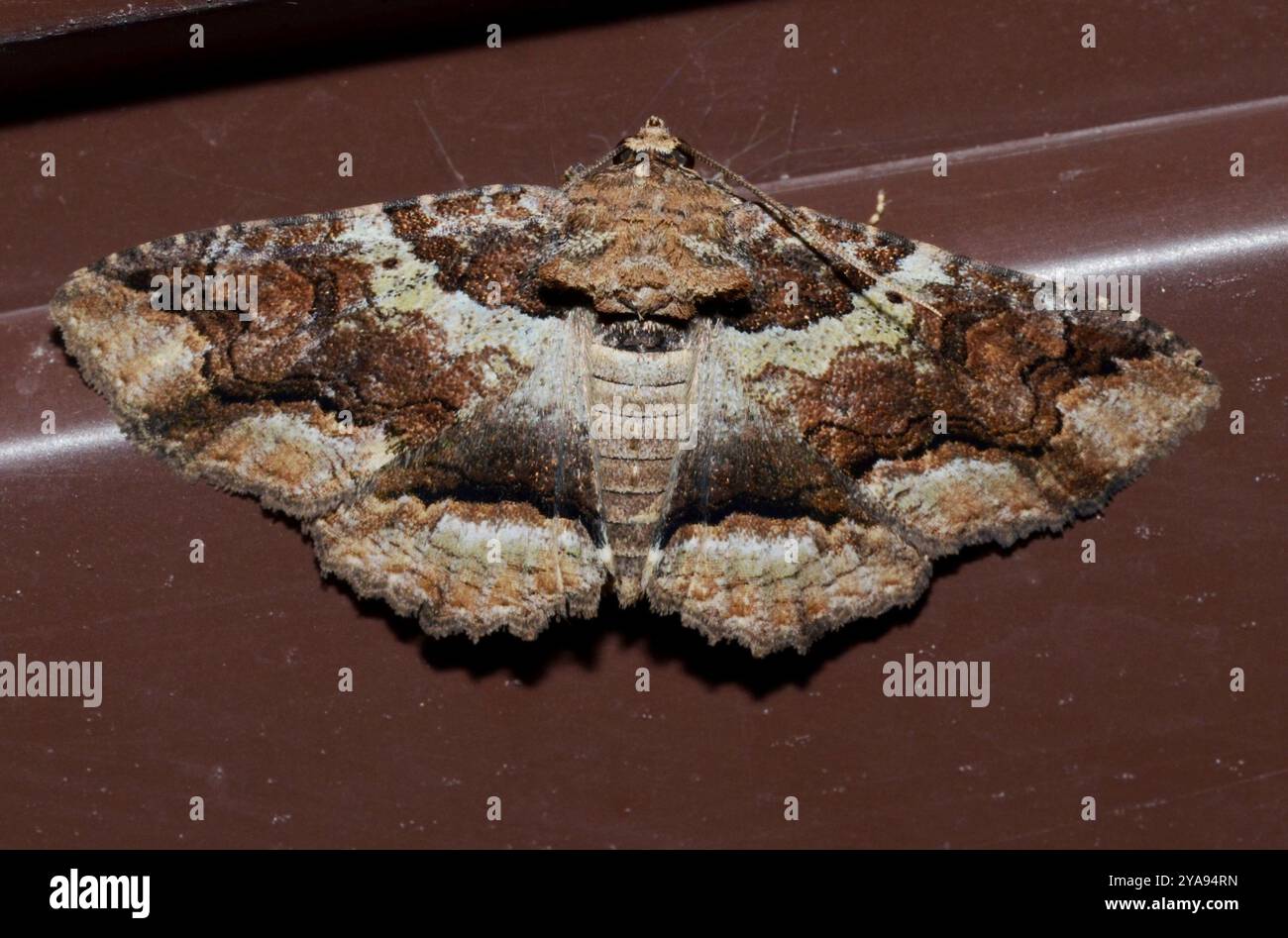 Maple Zale Moth (Zale galbanata) Insecta Stock Photo - Alamy