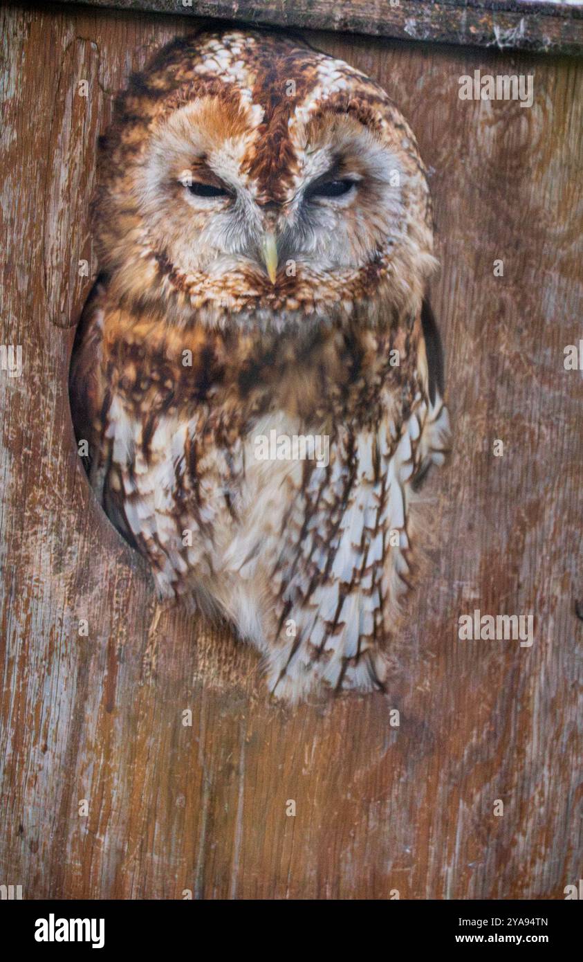 Bird eyes closed cute hi-res stock photography and images - Alamy