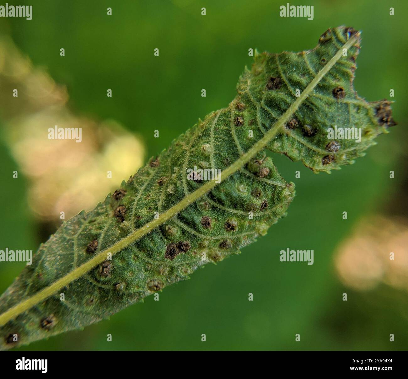 (Phylloxera caryaesemen) Insecta Stock Photo - Alamy