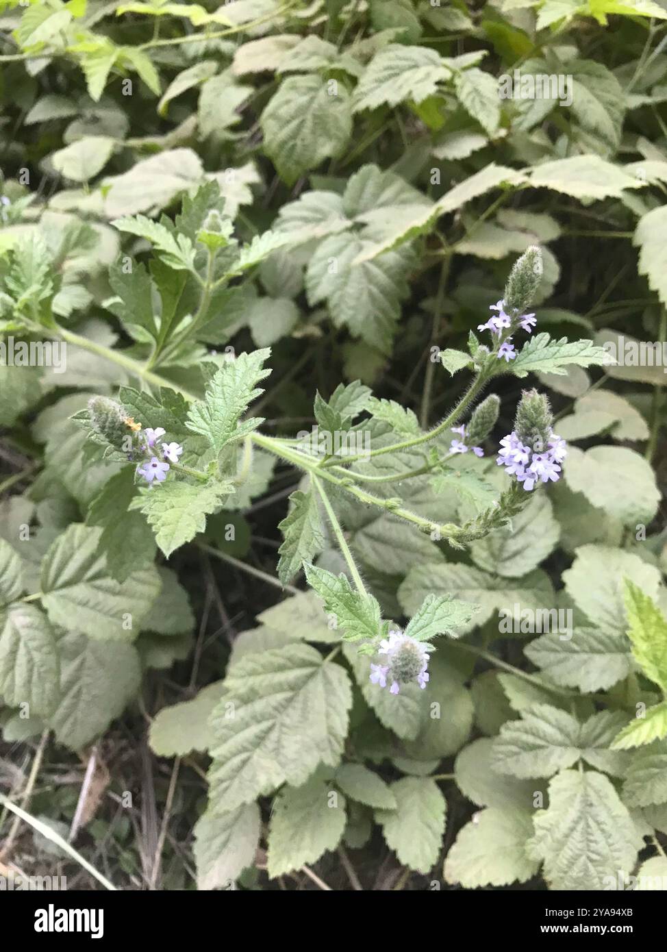western vervain (Verbena lasiostachys) Plantae Stock Photo - Alamy