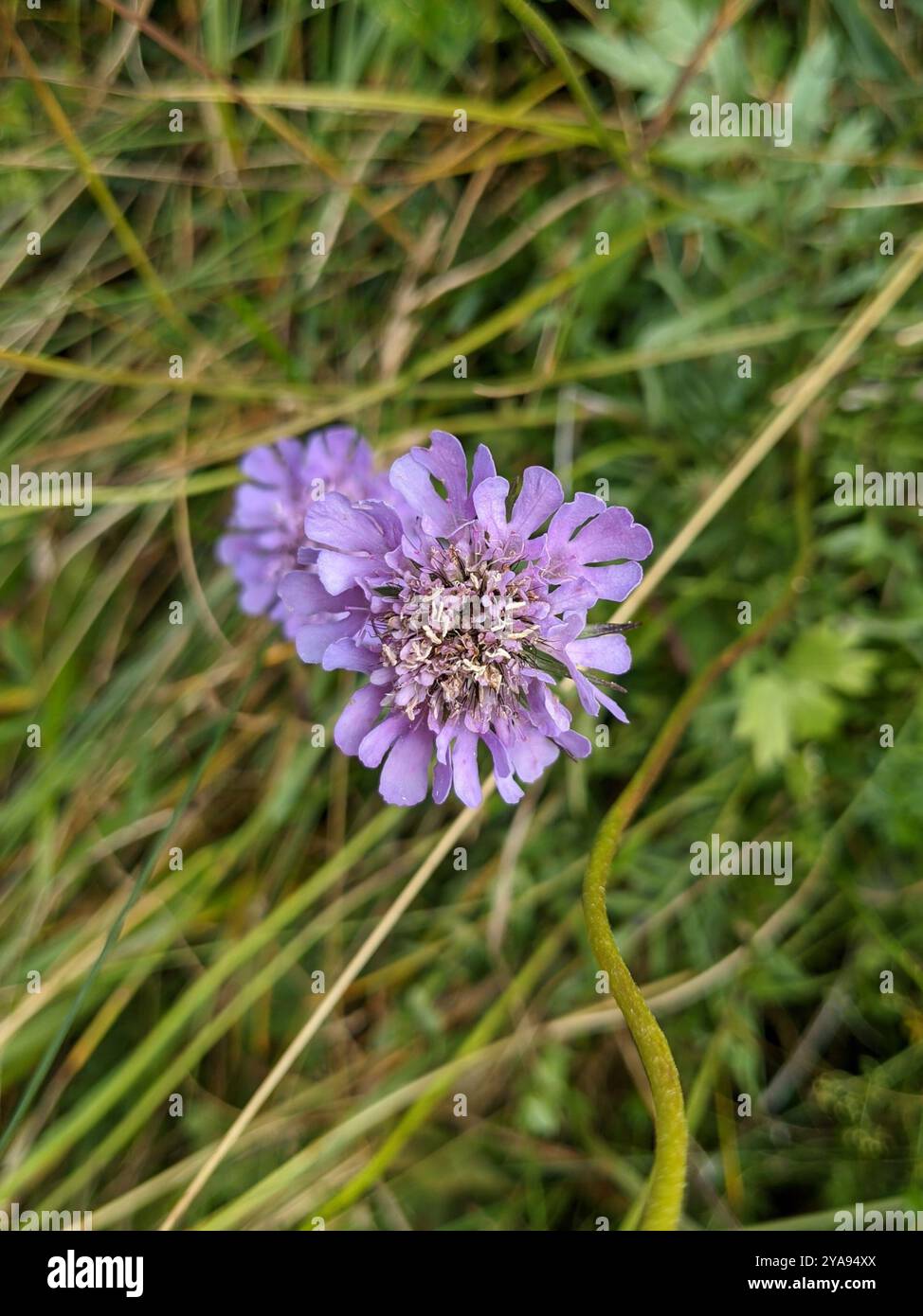 Shining Scabious (Scabiosa lucida) Plantae Stock Photo - Alamy