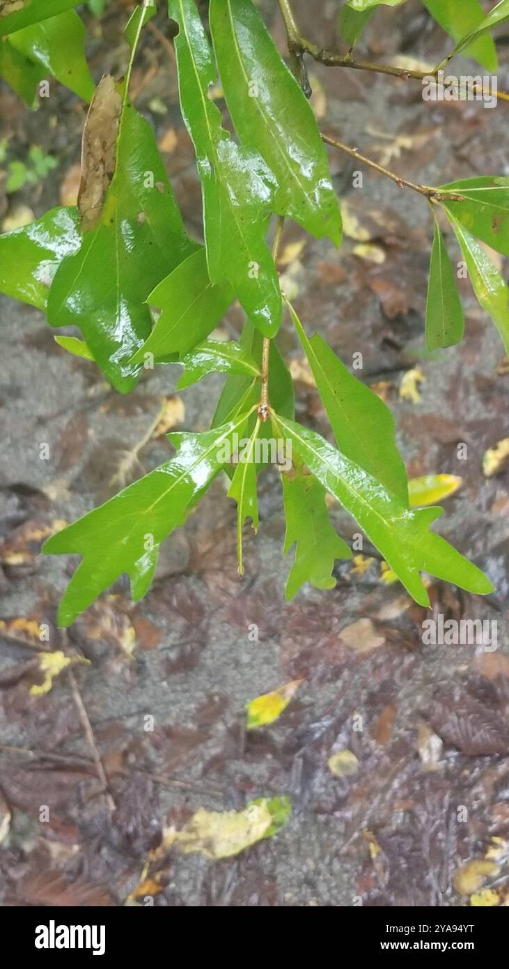 water oak (Quercus nigra) Plantae Stock Photo - Alamy