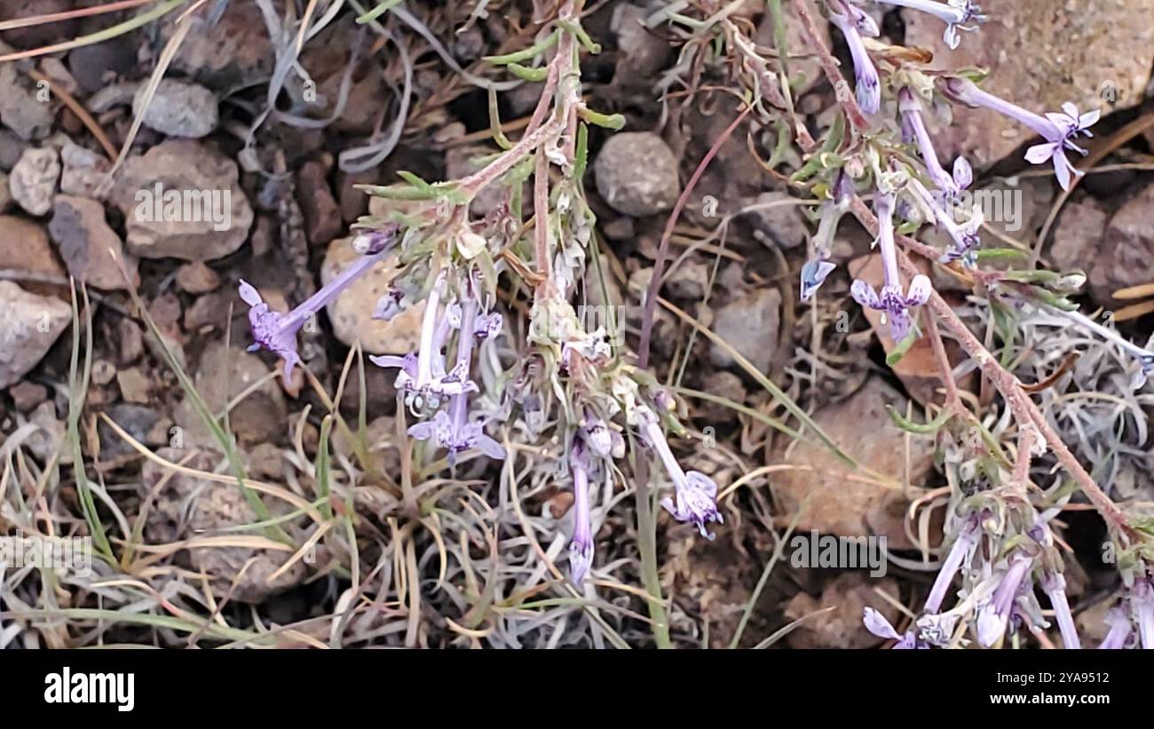 Manyflowered Ipomopsis (Ipomopsis multiflora) Plantae Stock Photo - Alamy