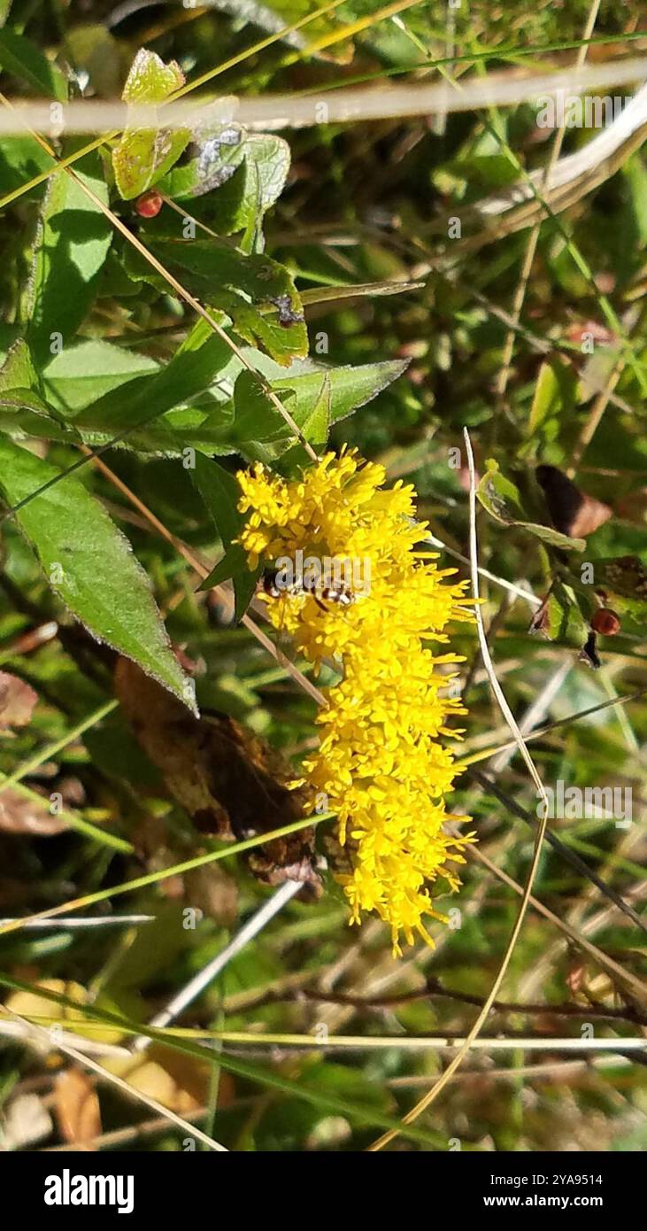 Eastern Calligrapher (Toxomerus geminatus) Insecta Stock Photo - Alamy