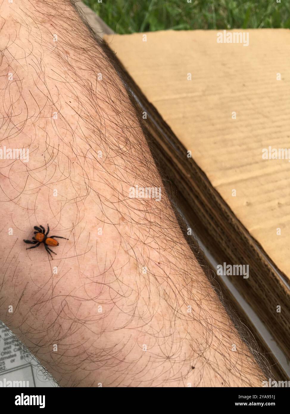 Cardinal Jumping Spider (Phidippus cardinalis) Arachnida Stock Photo ...