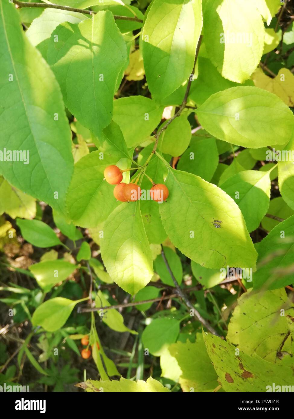 American bittersweet (Celastrus scandens) Plantae Stock Photo - Alamy
