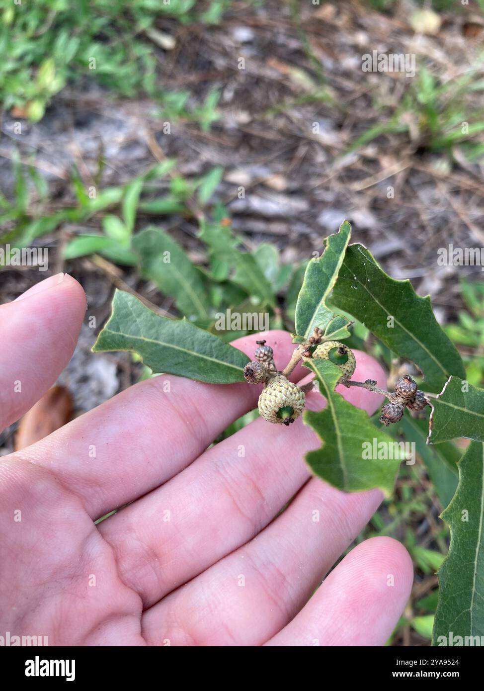 dwarf live oak (Quercus minima) Plantae Stock Photo - Alamy