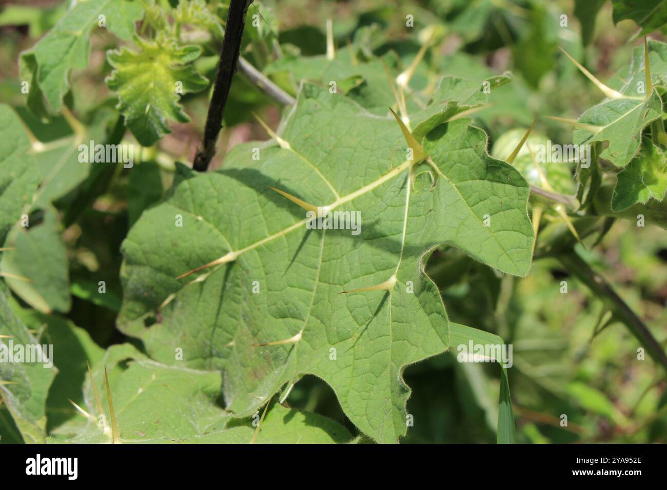 tropical soda-apple (Solanum viarum) Plantae Stock Photo - Alamy
