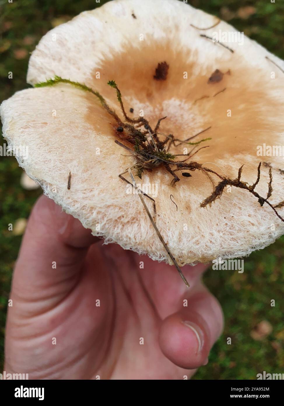 Downy milk cap (Lactarius pubescens) Fungi Stock Photo - Alamy