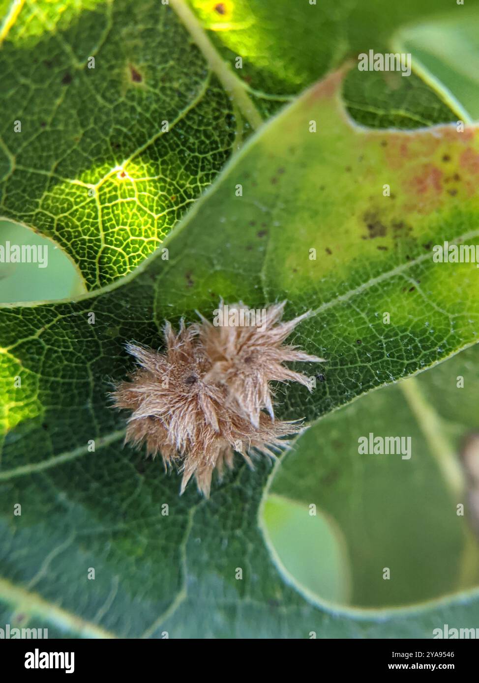 Furry Oak Leaf Gall Wasp (Callirhytis furva) Insecta Stock Photo - Alamy