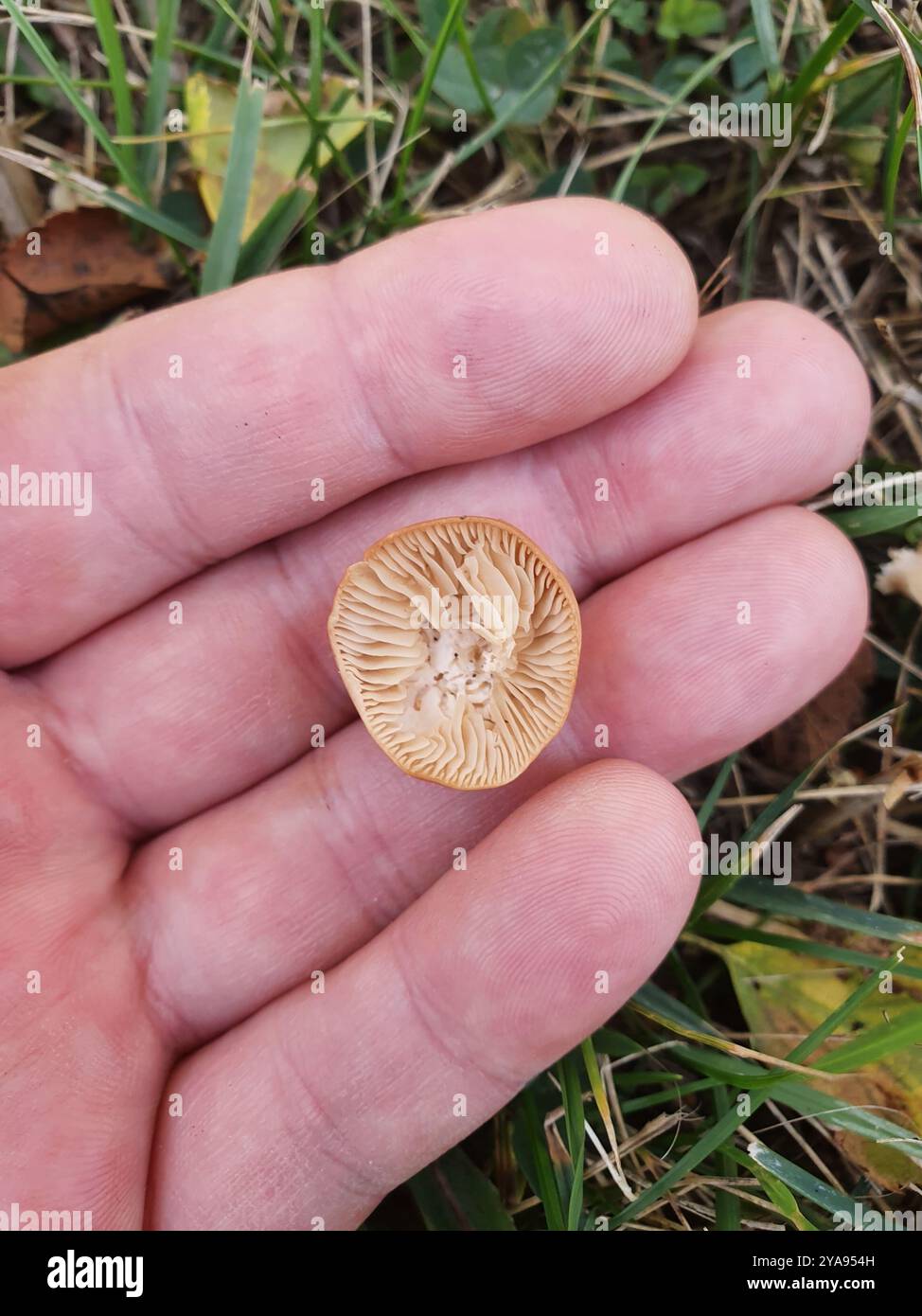 fairy ring marasmius (Marasmius oreades) Fungi Stock Photo - Alamy