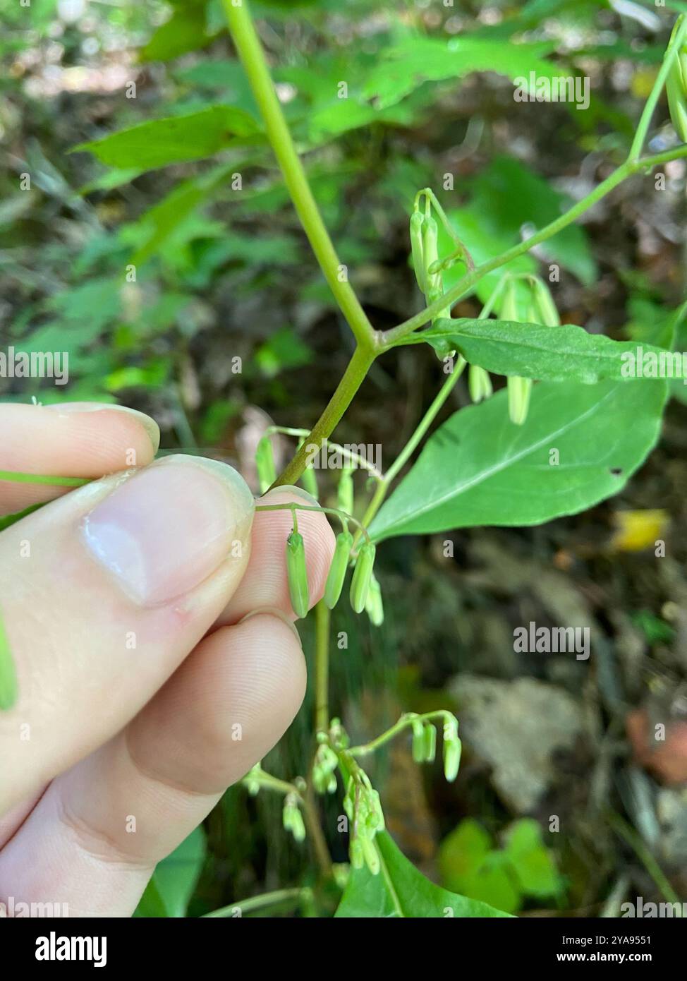 tall rattlesnake root (Nabalus altissimus) Plantae Stock Photo - Alamy