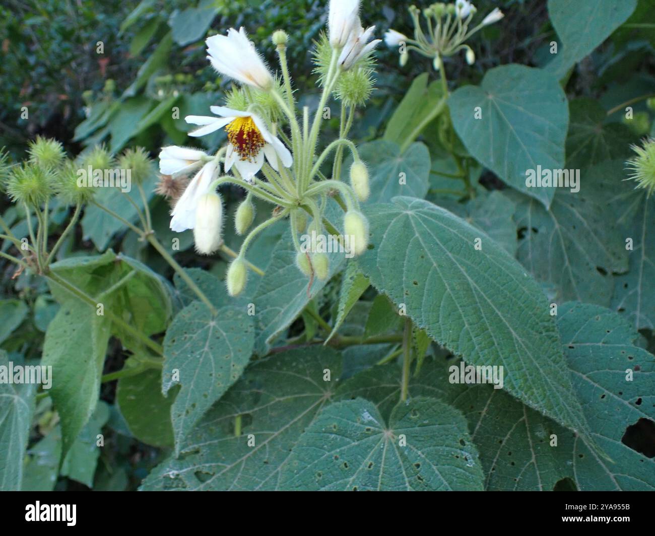 African hemp (Sparrmannia africana) Plantae Stock Photo - Alamy
