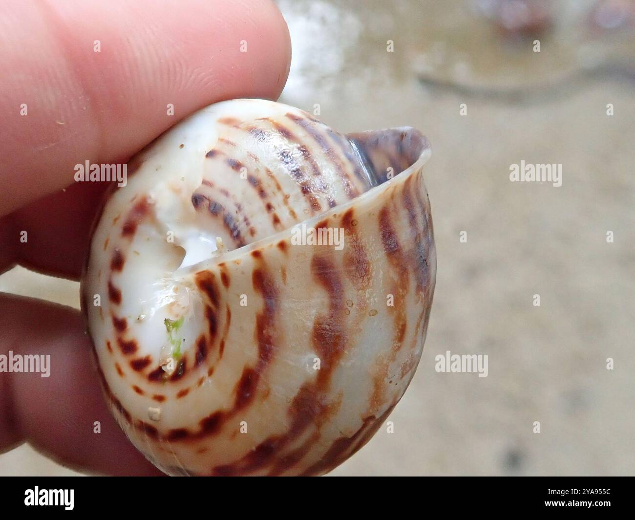 (Solaropsis fairchildi) Mollusca Stock Photo - Alamy