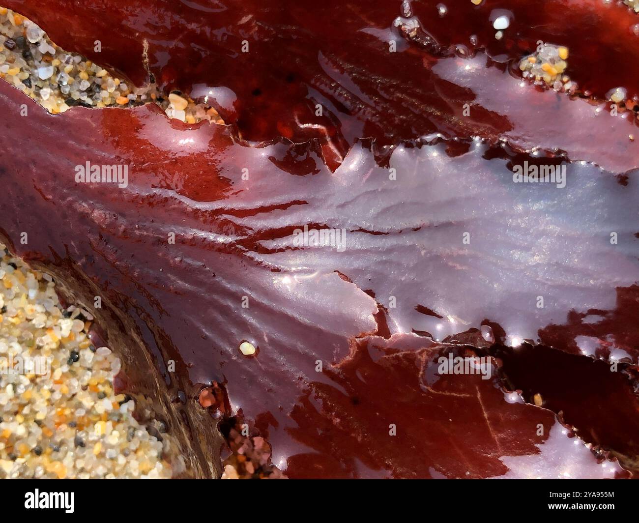 Grape Tongue (Cryptopleura ruprechtiana) Plantae Stock Photo - Alamy