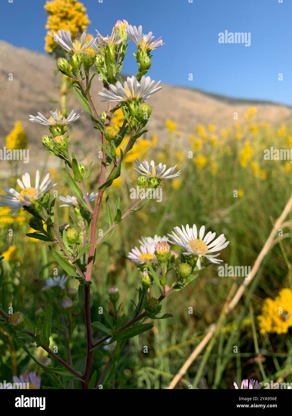 panicled aster (Symphyotrichum lanceolatum) Plantae Stock Photo - Alamy