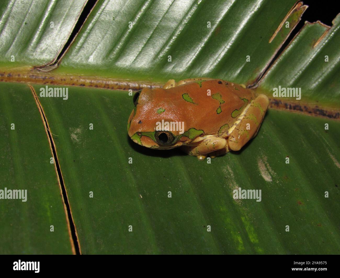 Natal Forest Tree Frog (Leptopelis natalensis) Amphibia Stock Photo - Alamy