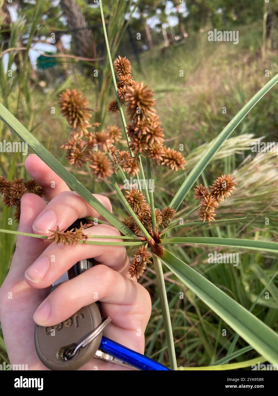 Swamp Flatsedge (Cyperus ligularis) Plantae Stock Photo - Alamy