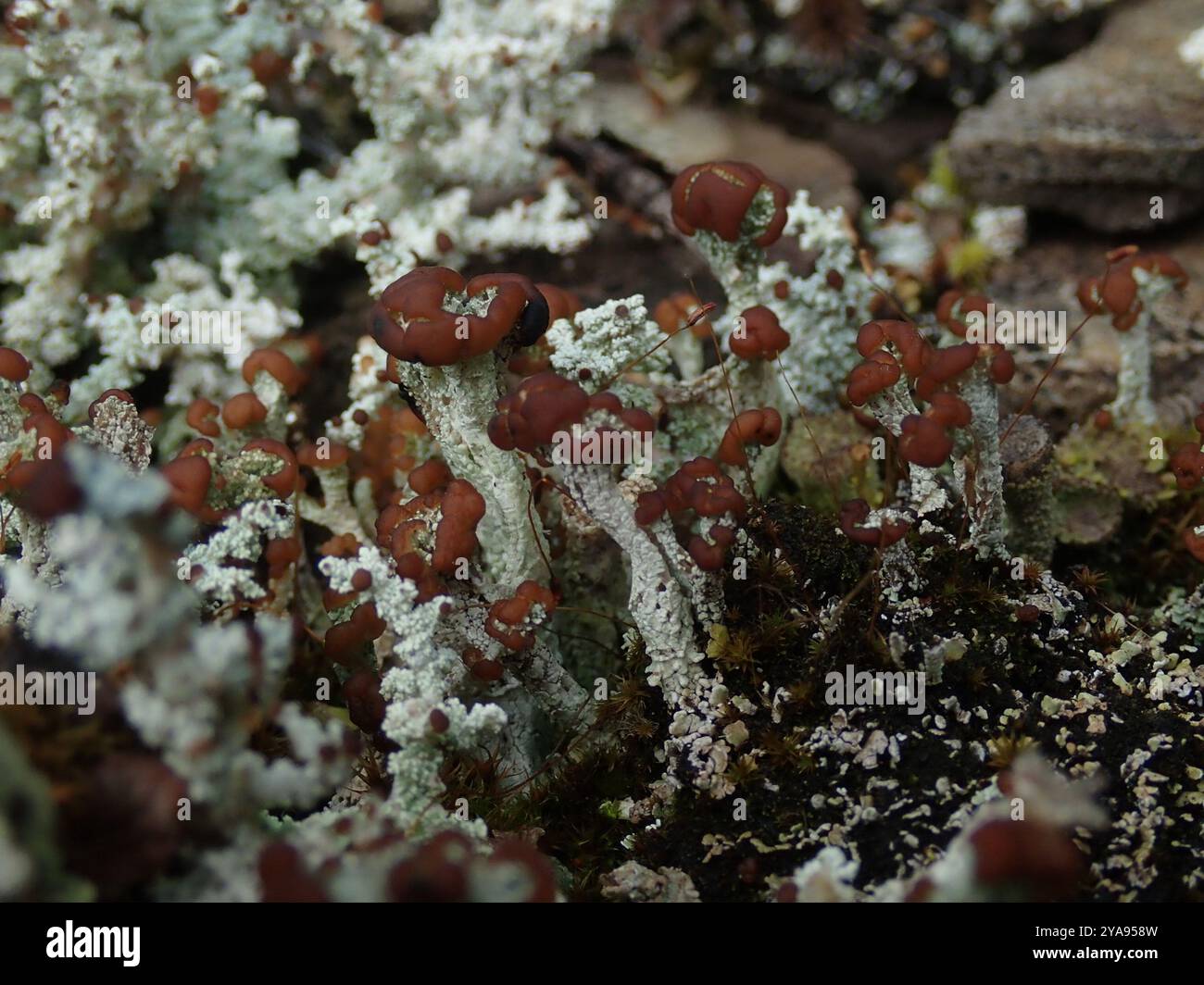 Split-peg Lichen (Cladonia cariosa) Fungi Stock Photo - Alamy