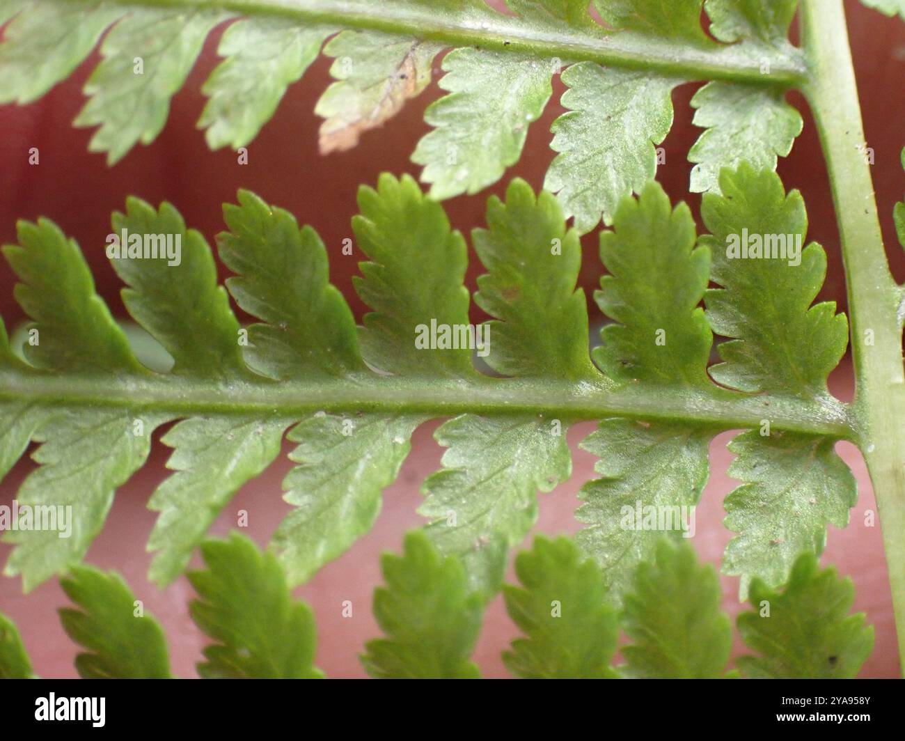 lady fern (Athyrium filix-femina) Plantae Stock Photo - Alamy