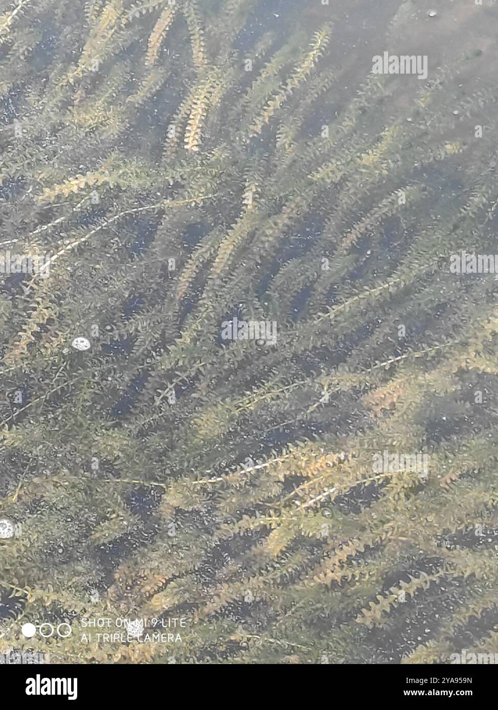 Canadian Waterweed (Elodea canadensis) Plantae Stock Photo - Alamy