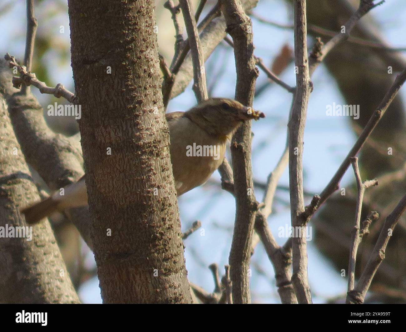 Yellow-throated Bush Sparrow (Gymnoris superciliaris) Aves Stock Photo ...