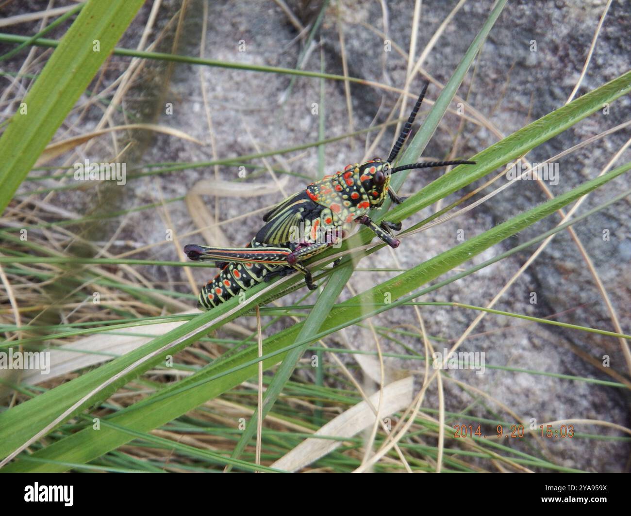 Gaudy Grasshoppers (Pyrgomorphidae) Insecta Stock Photo - Alamy