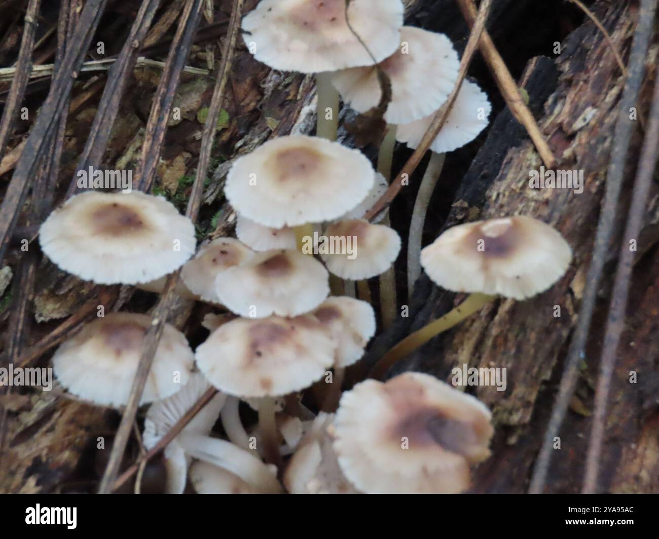 clustered bonnet (Mycena inclinata) Fungi Stock Photo - Alamy