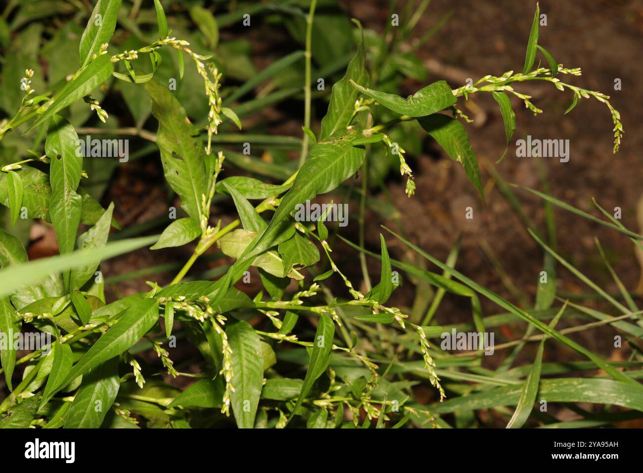 waterpepper (Persicaria hydropiper) Plantae Stock Photo - Alamy