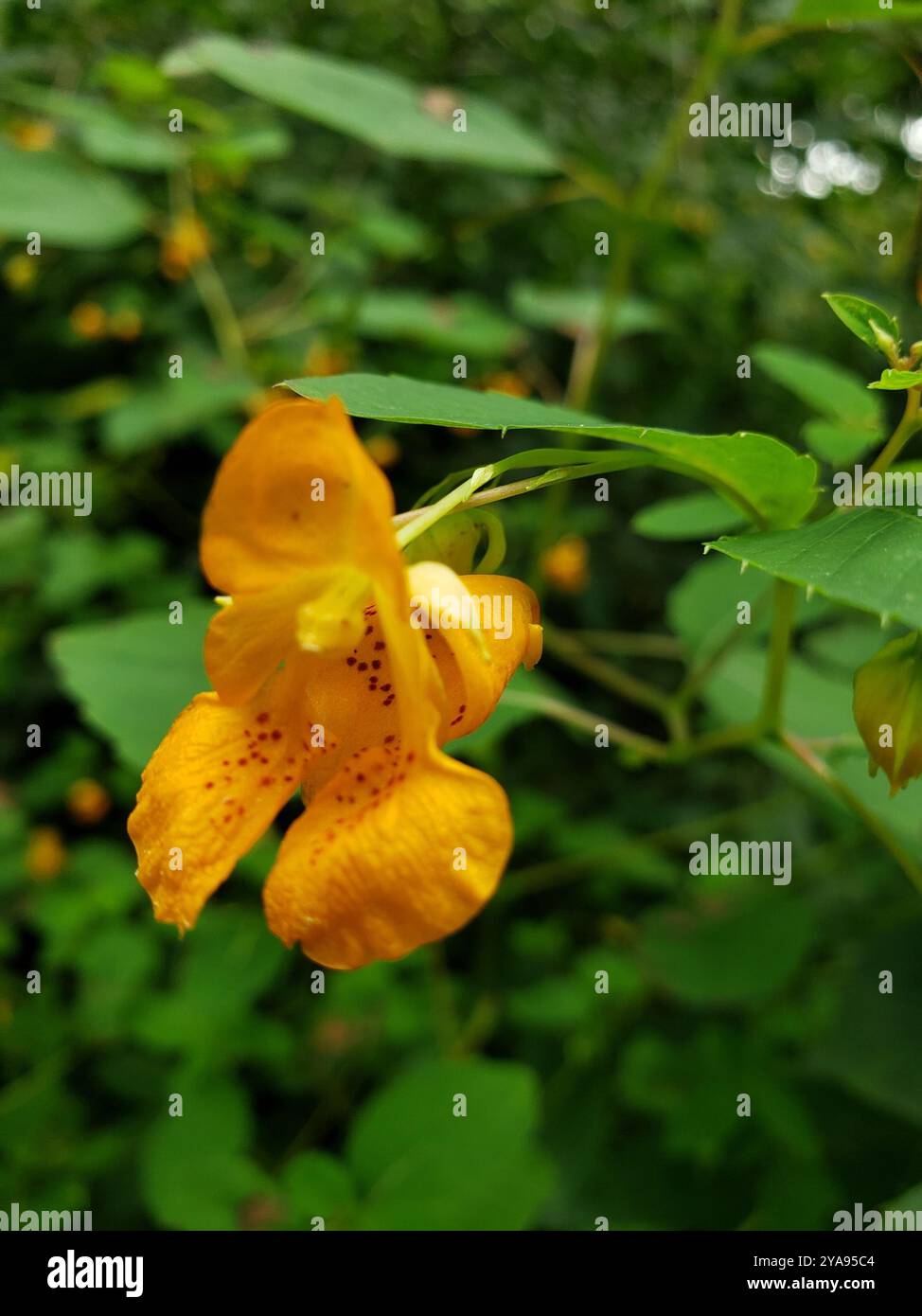 common jewelweed (Impatiens capensis) Plantae Stock Photo - Alamy