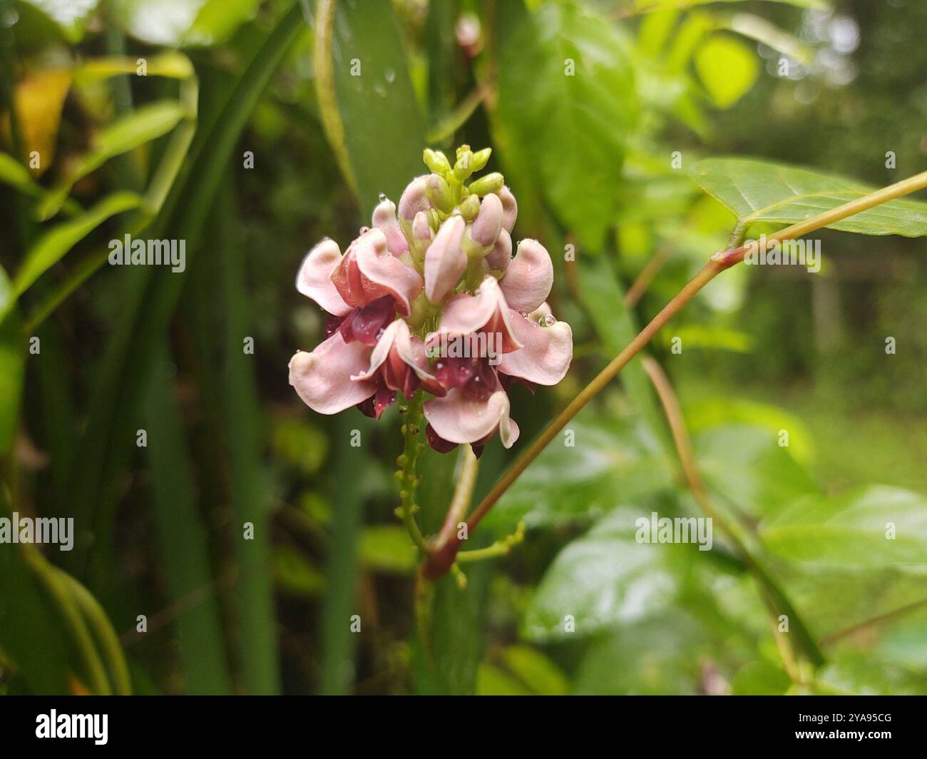 American groundnut (Apios americana) Plantae Stock Photo - Alamy