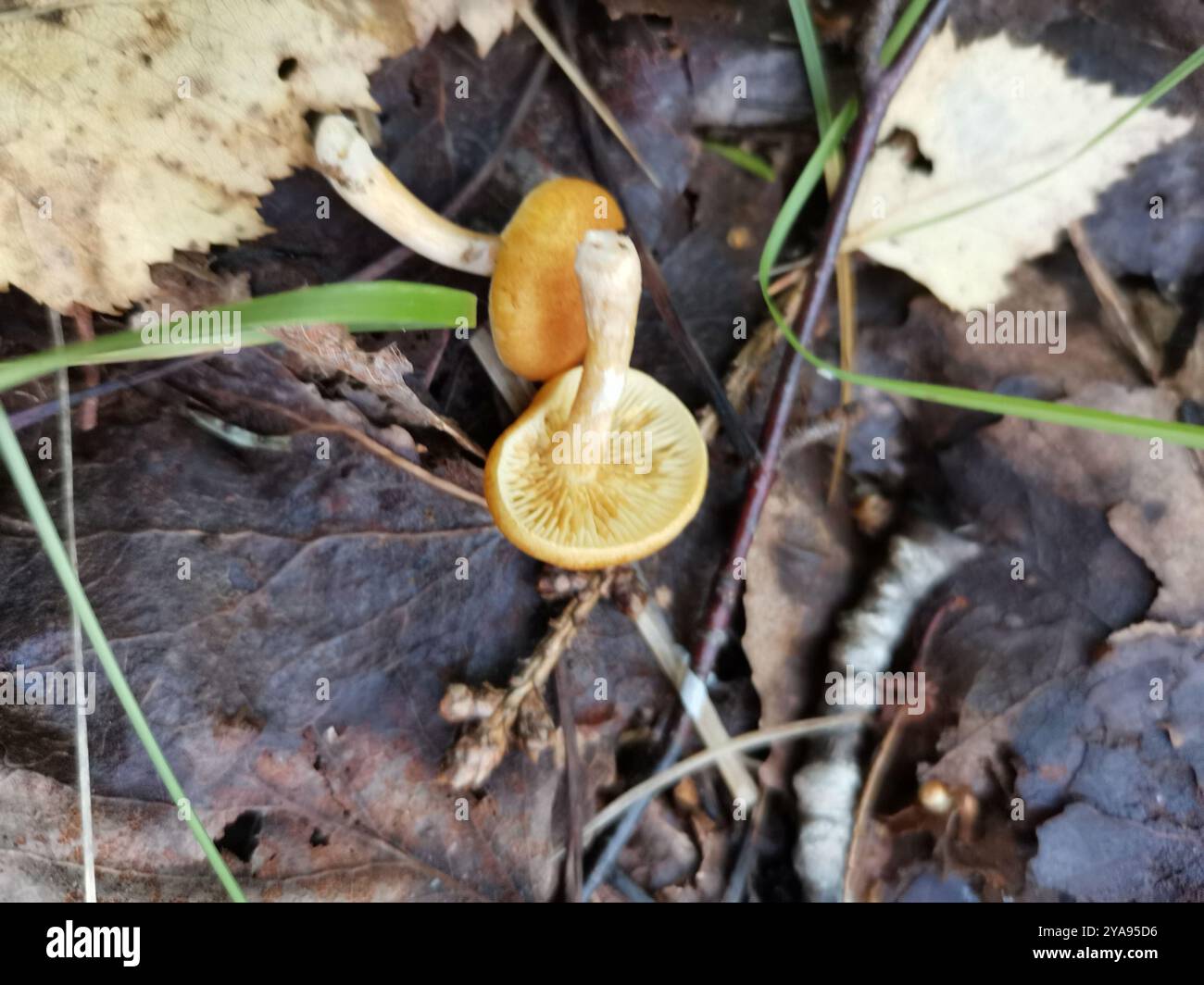 Moss Bells (Galerina) Fungi Stock Photo - Alamy