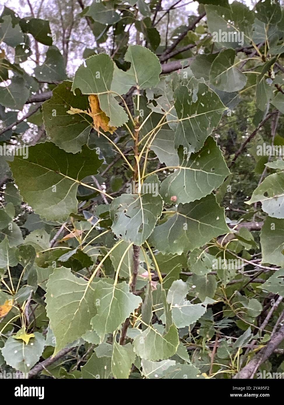 Eastern Cottonwood (Populus deltoides) Plantae Stock Photo - Alamy