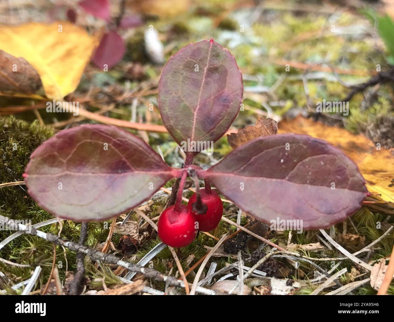 Eastern Teaberry (Gaultheria procumbens) Plantae Stock Photo - Alamy