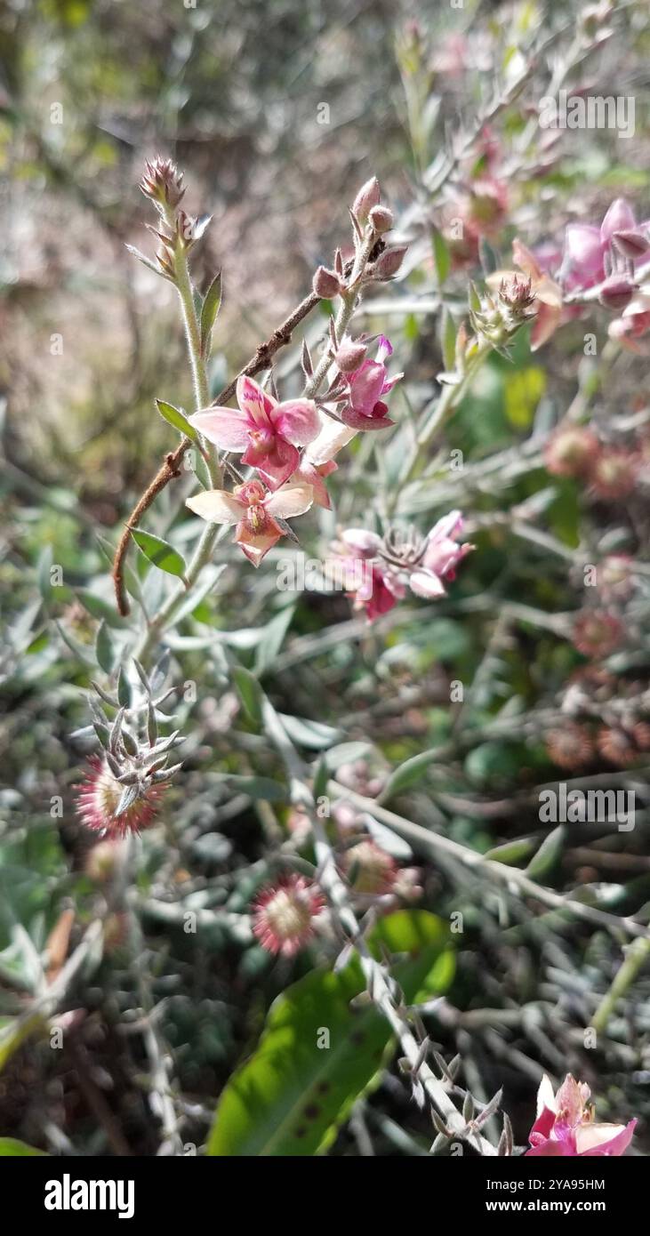 Littleleaf Rhatany (Krameria erecta) Plantae Stock Photo - Alamy