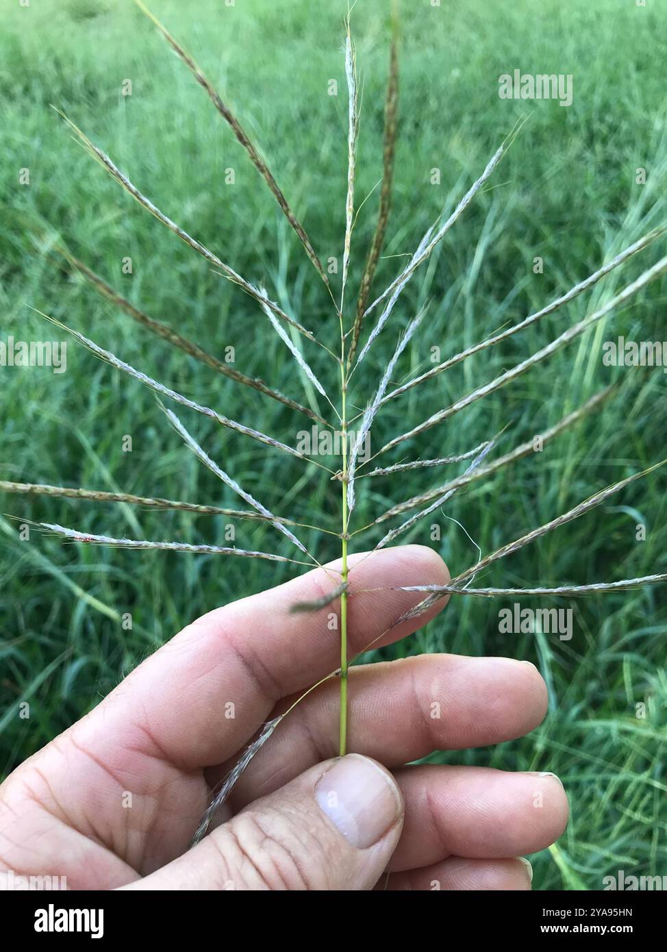 Australian Bluestem (Bothriochloa bladhii) Plantae Stock Photo - Alamy