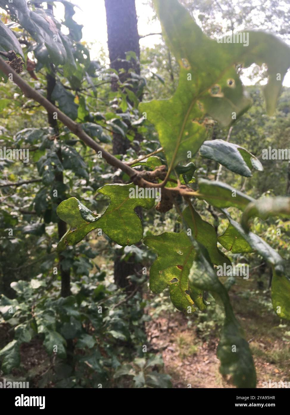 post oak (Quercus stellata) Plantae Stock Photo - Alamy