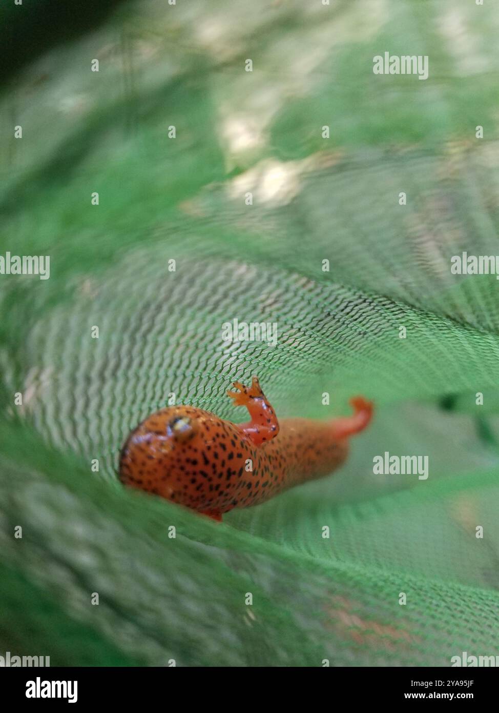 Red Salamander (Pseudotriton ruber) Amphibia Stock Photo - Alamy