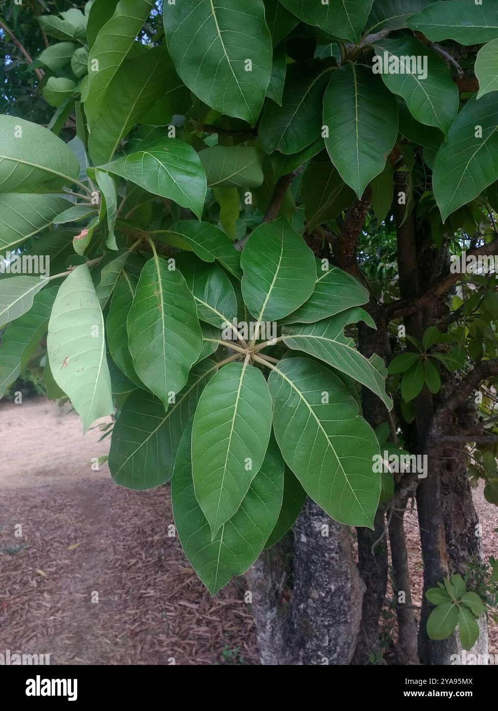 Mahua (Madhuca longifolia latifolia) Plantae Stock Photo - Alamy