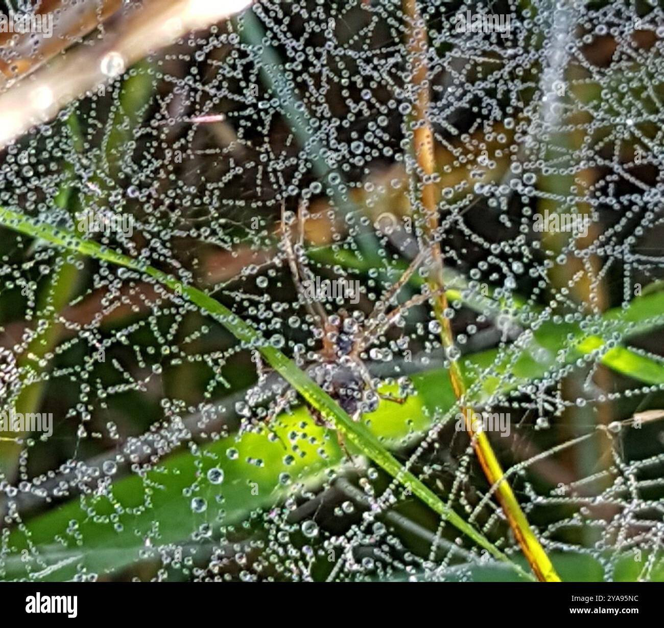 Common sheetweb spider (Linyphia triangularis) Arachnida Stock Photo ...
