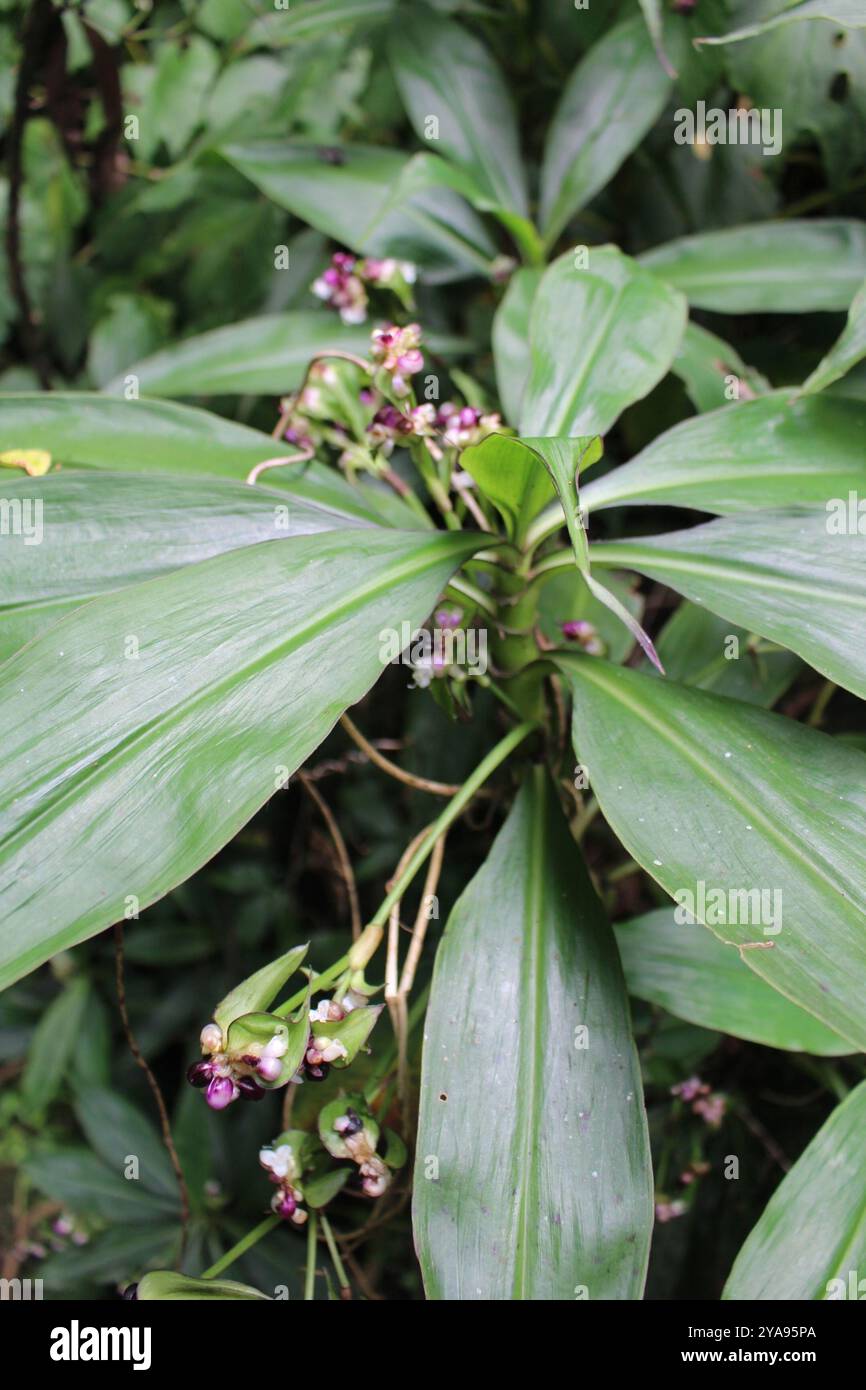 Cohitre Blanco (Tradescantia zanonia) Plantae Stock Photo - Alamy