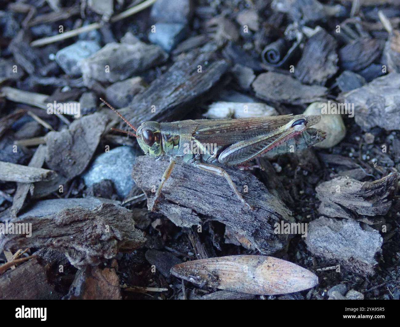 Red-legged Grasshopper (Melanoplus femurrubrum) Insecta Stock Photo - Alamy