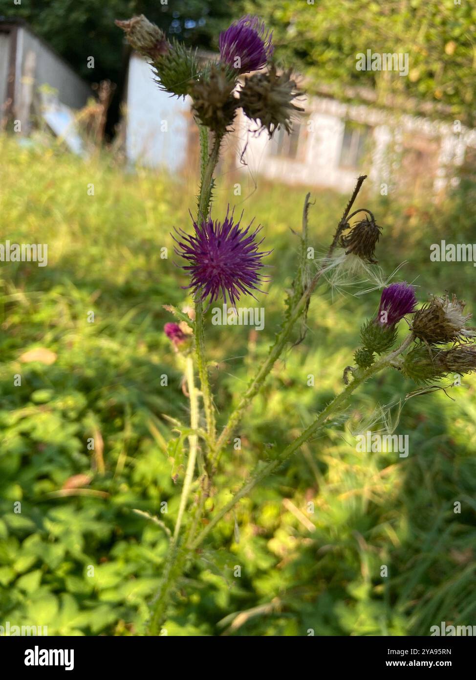 Welted Thistle (Carduus crispus) Plantae Stock Photo - Alamy