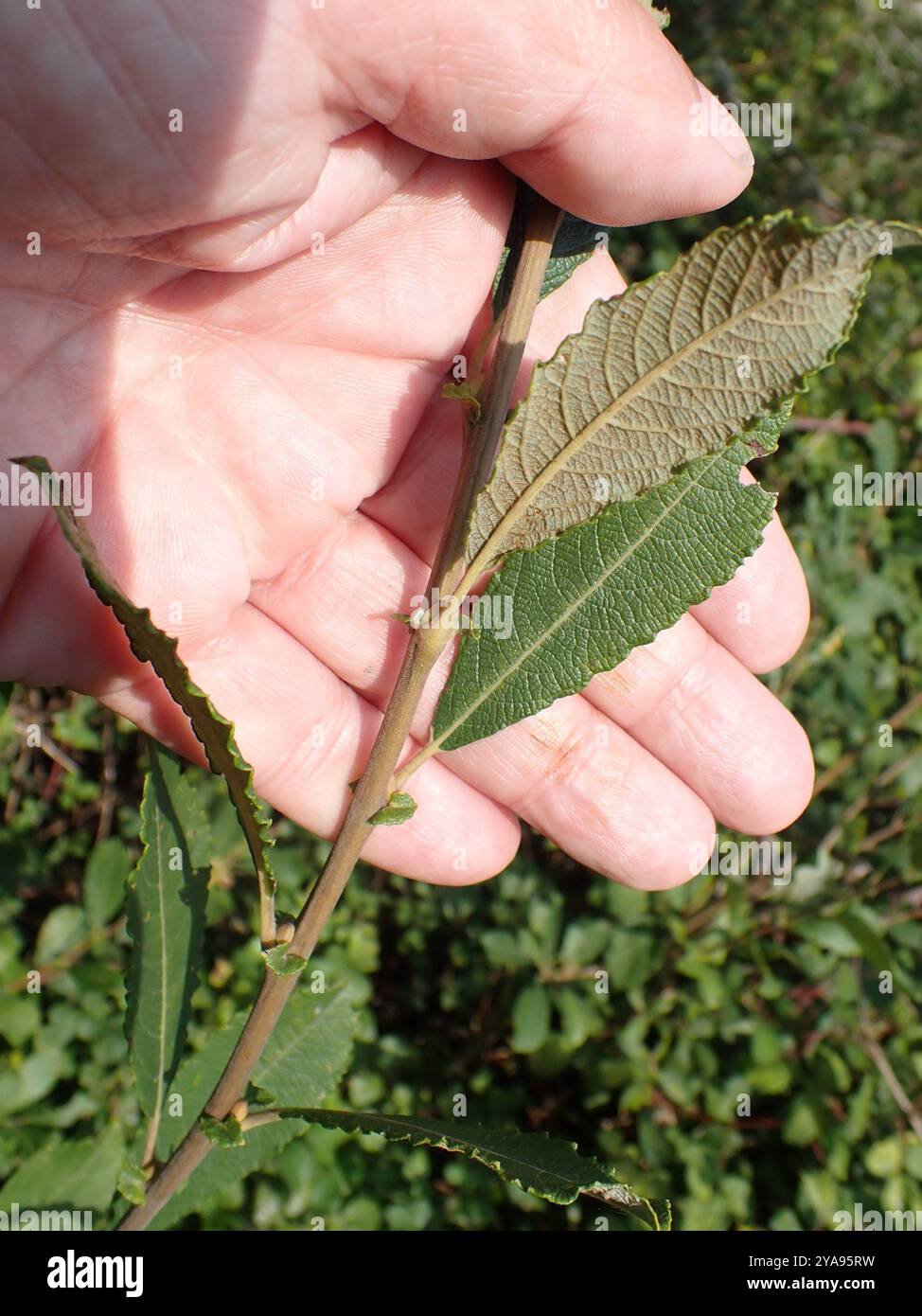 Rusty Willow (Salix atrocinerea) Plantae Stock Photo - Alamy