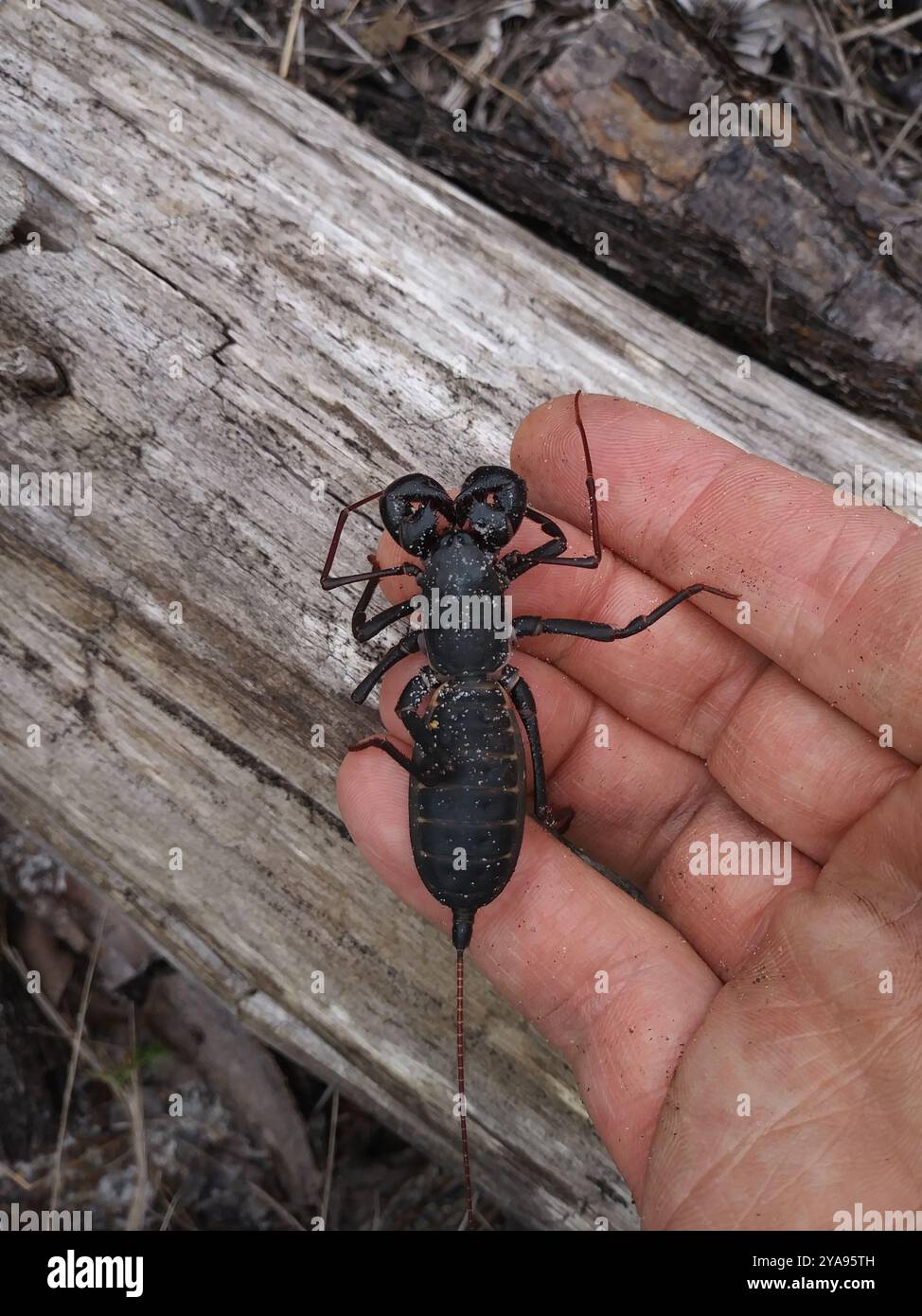 Florida vinegaroon (Mastigoproctus floridanus) Arachnida Stock Photo ...