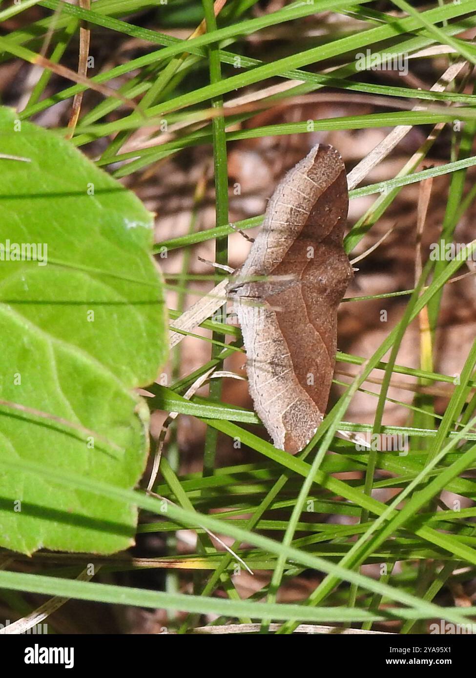 Maple Looper Moth (Parallelia bistriaris) Insecta Stock Photo - Alamy