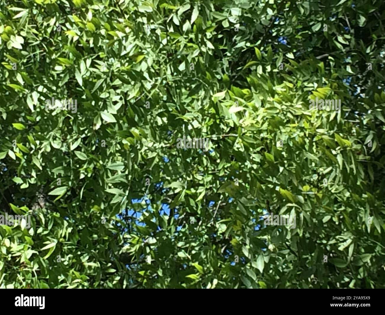Narrow-leaved Ash (Fraxinus angustifolia) Plantae Stock Photo - Alamy