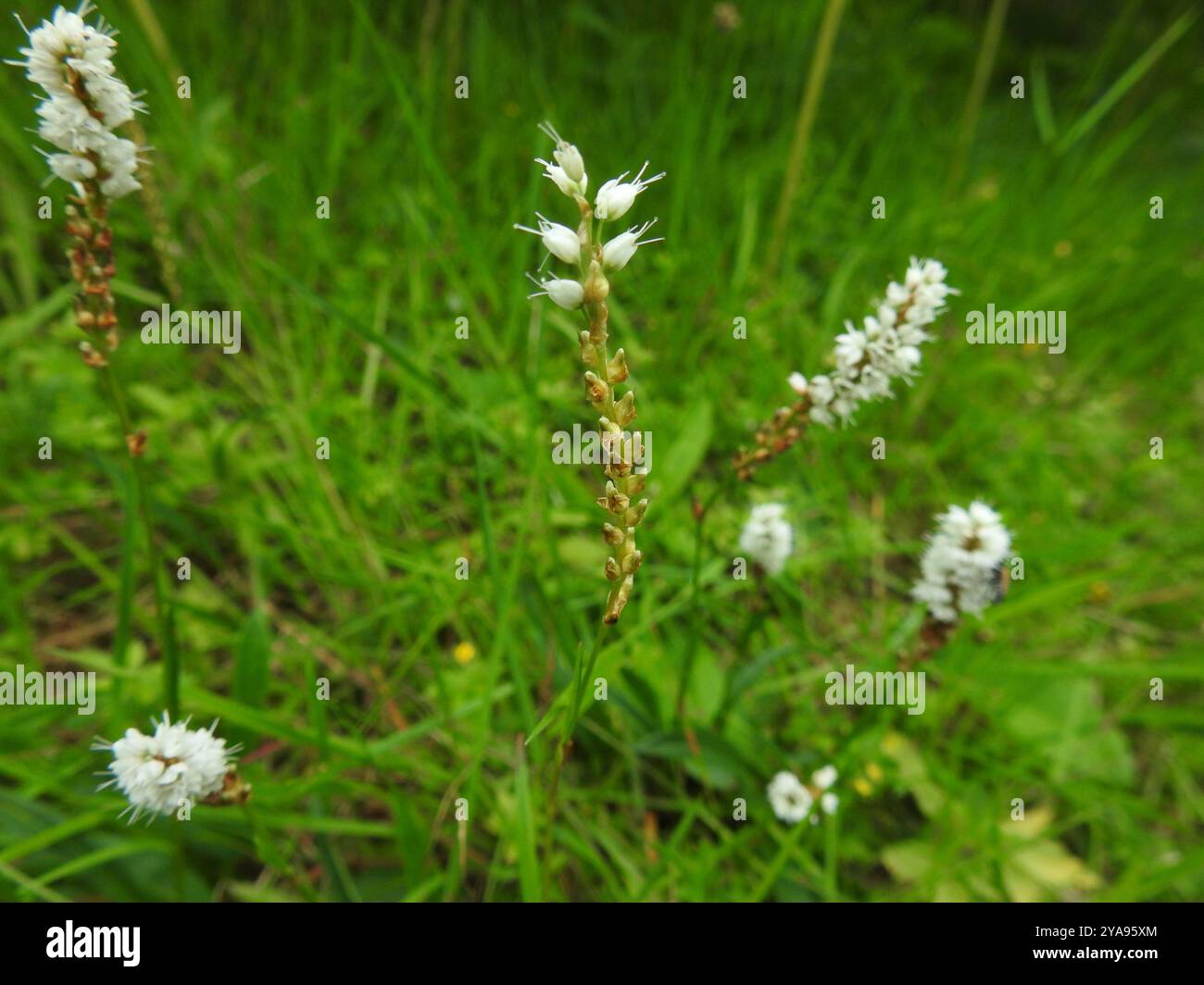 alpine bistort (Bistorta vivipara) Plantae Stock Photo - Alamy