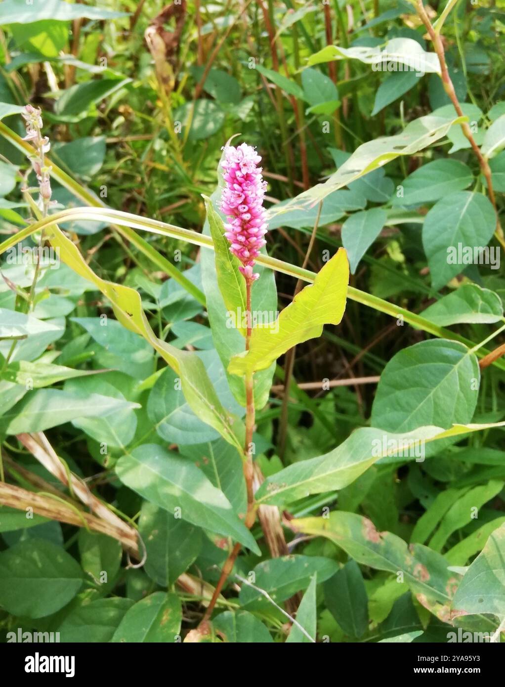 longroot smartweed (Persicaria amphibia emersa) Plantae Stock Photo - Alamy