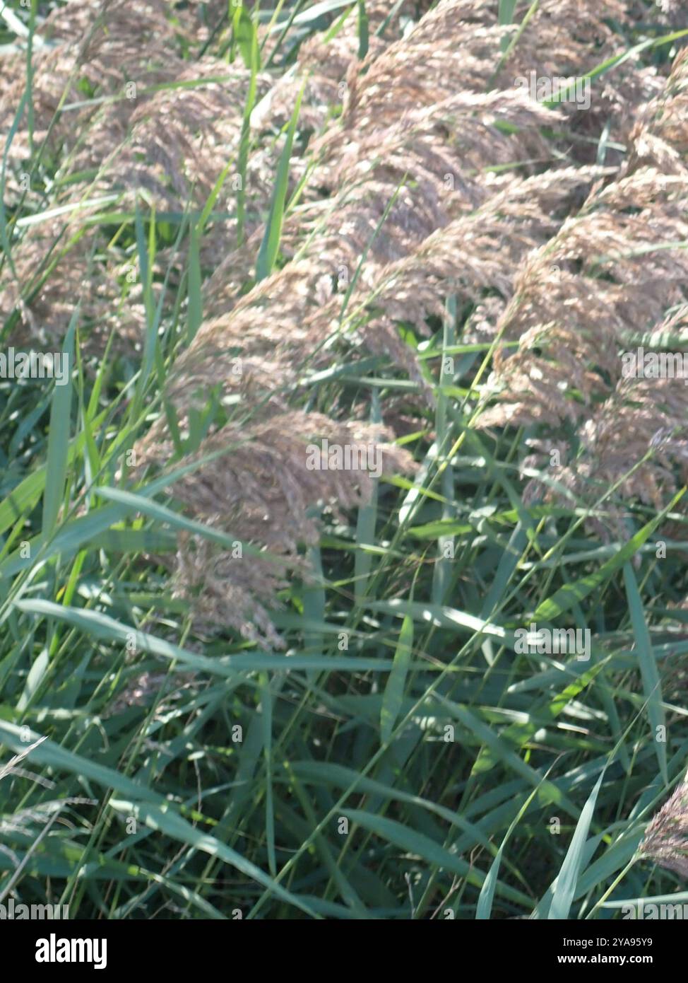 common reed (Phragmites australis) Plantae Stock Photo - Alamy